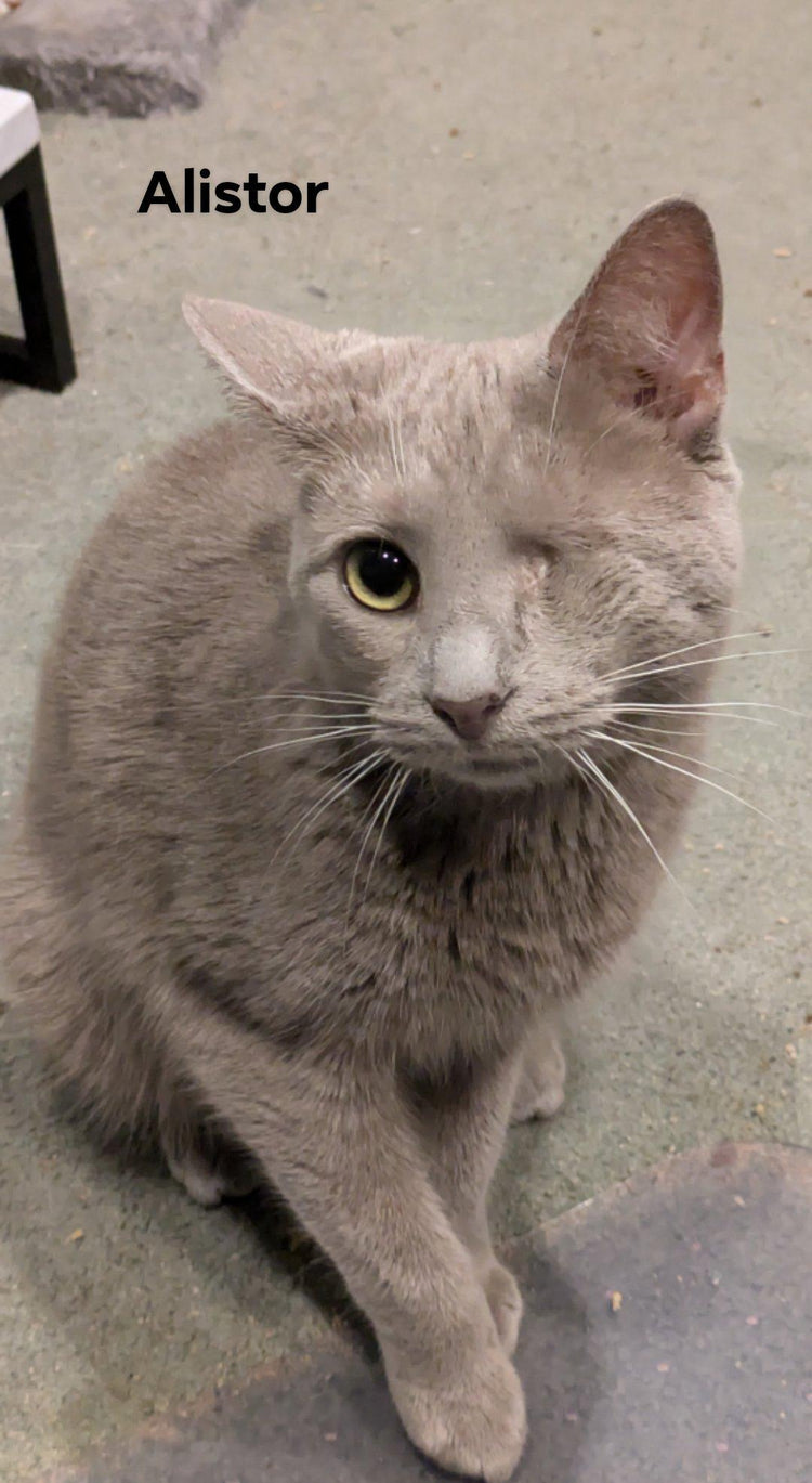 Independent Study Results: The effects of FeLife on FLV+ Cats – Doc Clemens