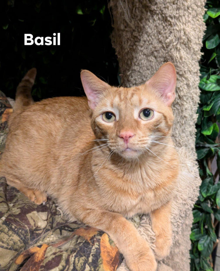 Independent Study Results: The effects of FeLife on FLV+ Cats – Doc Clemens