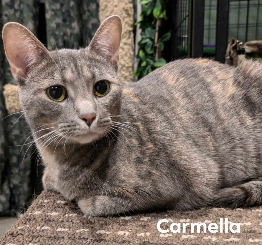 Independent Study Results: The effects of FeLife on FLV+ Cats – Doc Clemens