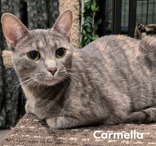 Independent Study Results: The effects of FeLife on FLV+ Cats – Doc Clemens