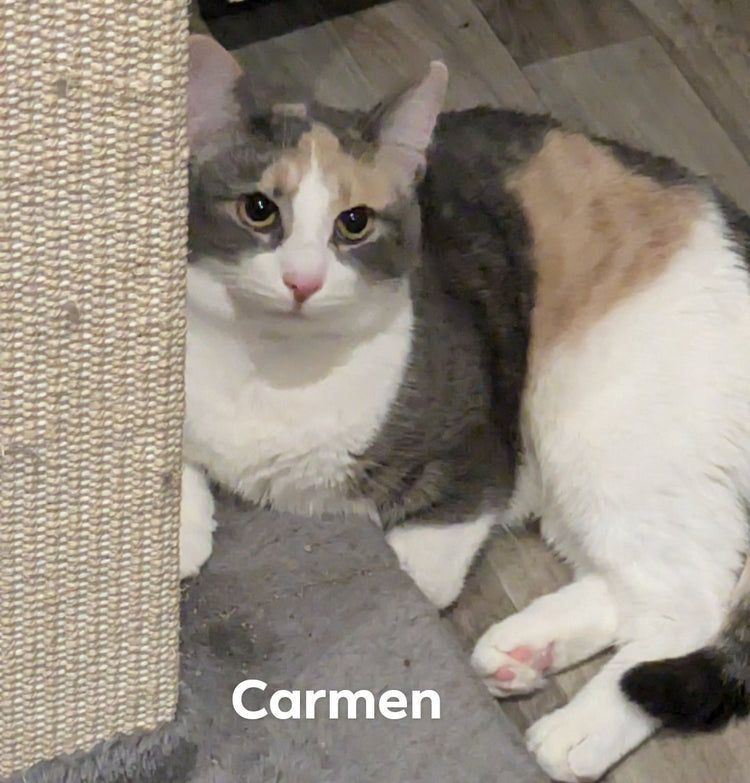 Independent Study Results: The effects of FeLife on FLV+ Cats – Doc Clemens