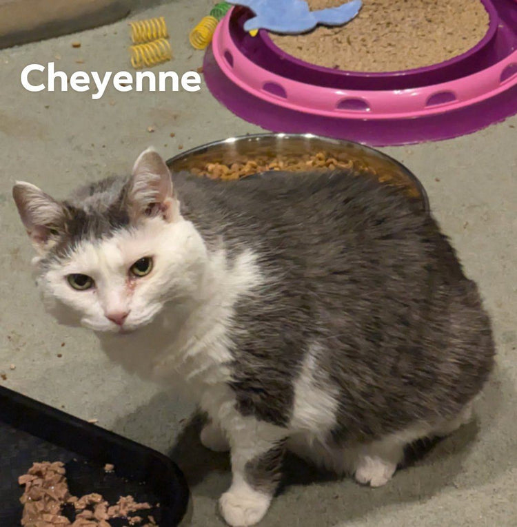 Independent Study Results: The effects of FeLife on FLV+ Cats – Doc Clemens