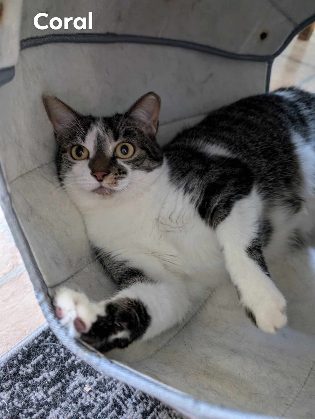 Independent Study Results: The effects of FeLife on FLV+ Cats – Doc Clemens