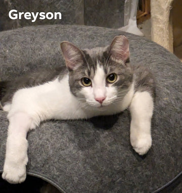 Independent Study Results: The effects of FeLife on FLV+ Cats – Doc Clemens