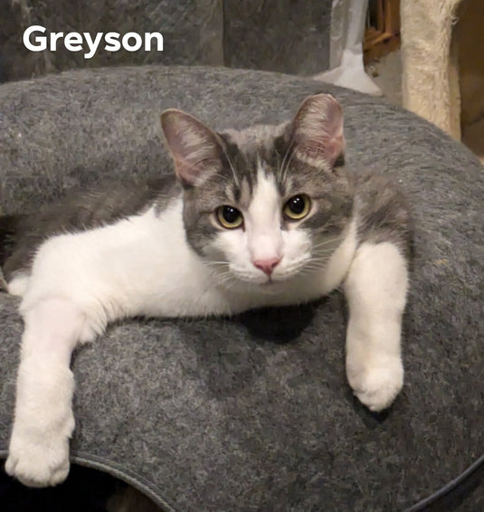 Independent Study Results: The effects of FeLife on FLV+ Cats – Doc Clemens