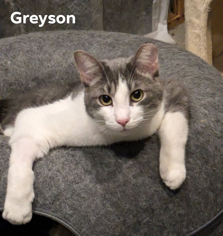 Independent Study Results: The effects of FeLife on FLV+ Cats – Doc Clemens