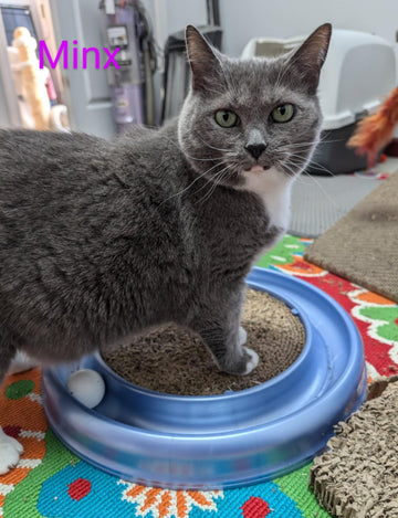 Independent Study Results: The effects of FeLife on FLV+ Cats – Doc Clemens