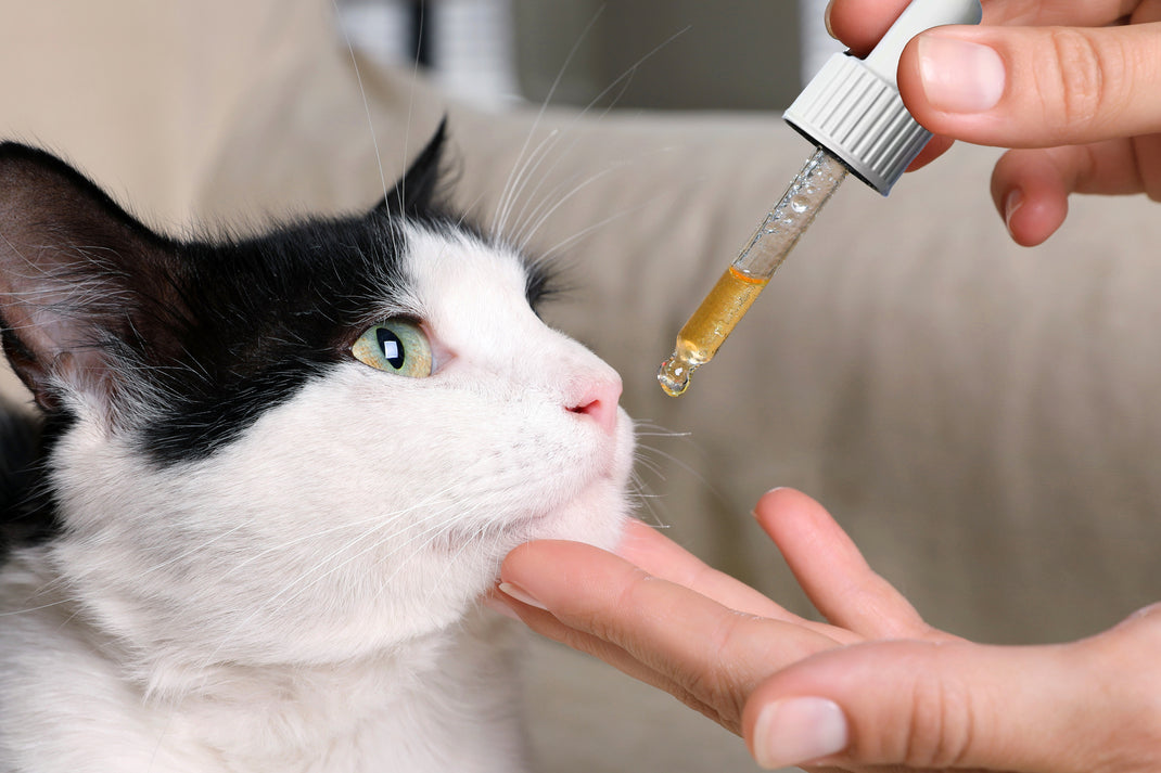 FeLife™ Immunity Support - Reduces FeLV Virus in Cats – Doc Clemens ...